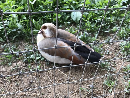 FORT CHISWELL ANIMAL PARK - 76 Photos & 20 Reviews - 569 Red Hollow Rd ...