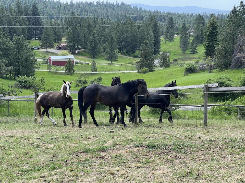 WHISPERING WILLOW RANCH LLC - Updated July 2025 - Request Consultation ...