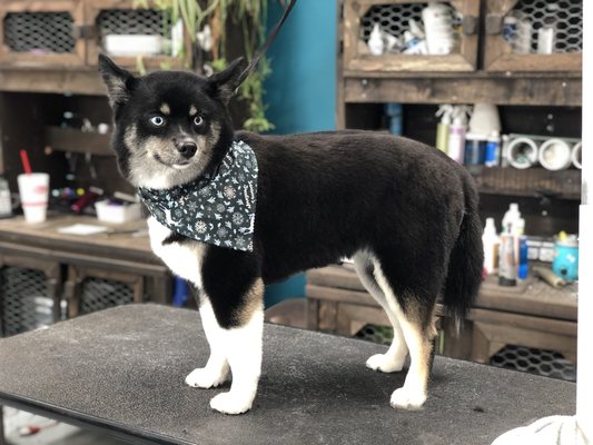 Dog Grooming Nixa Mo