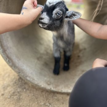 SHARKAROSA WILDLIFE RANCH - Updated January 2026 - 312 Photos & 136 ...