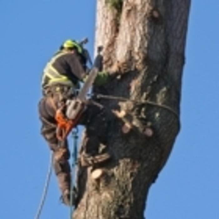 ABC TREE MEN - 29 Photos - 100A-4300 North Fraser Way, Burnaby, British ...