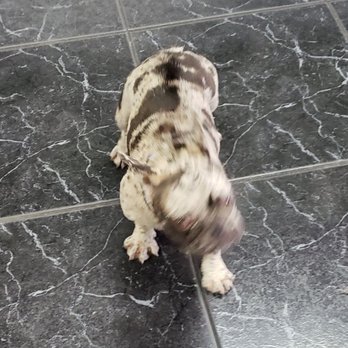 HONEY PETS - MOBILE PET GROOMING & SPA - Updated January 2026 - 116 ...