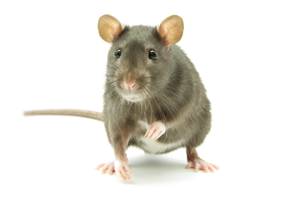 BUG SQUASHERS PEST CONTROL - Updated December 2025 - 7466 New Ridge Rd ...