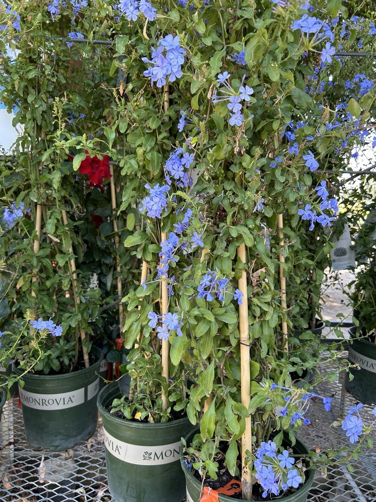 THE TREE FARM NURSERY & GARDEN CENTER - Updated September 2025 - 34 ...