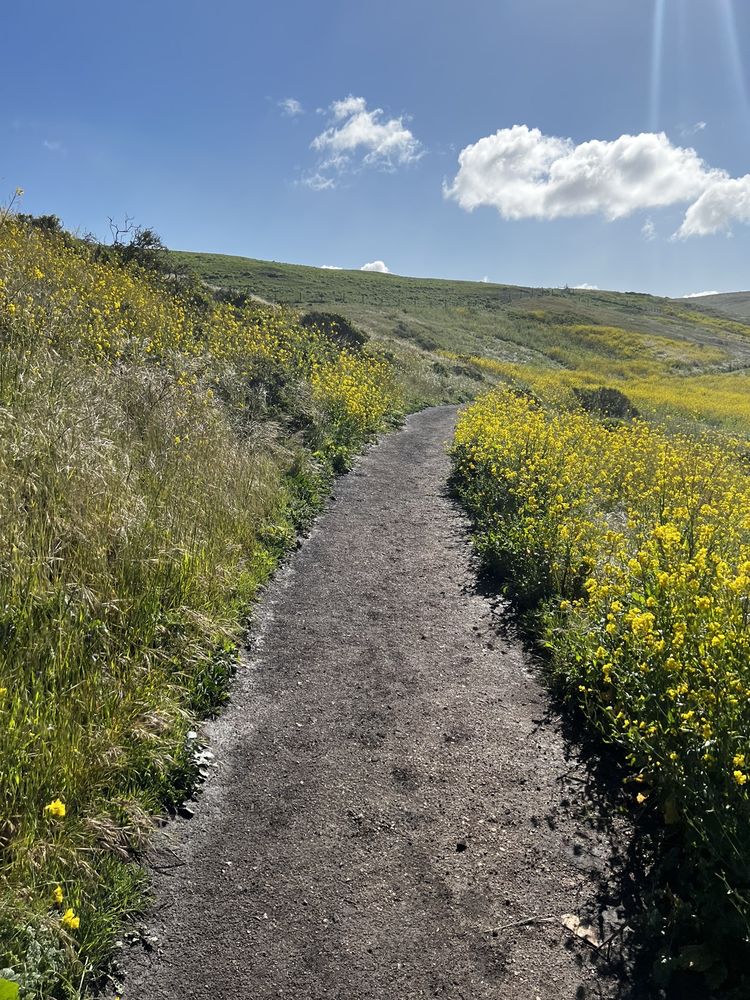 KEHOE BEACH - 91 Photos & 29 Reviews - Beaches - Point Reyes Natl ...