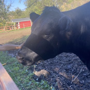 LUCELINE ORCHARD - Updated December 2025 - 131 Photos & 45 Reviews ...