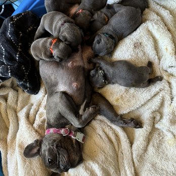 DIRK BUTCHKO PRO VET - Updated December 2025 - 165 Photos & 369 Reviews ...