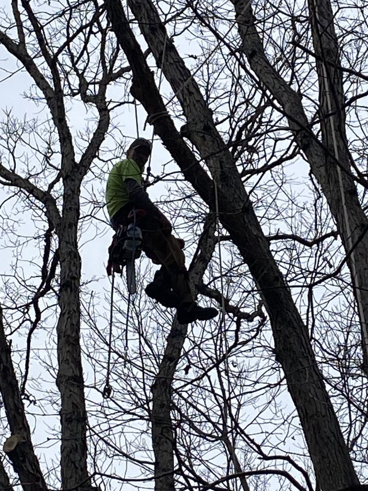 TOP N DROP TREE SERVICE - Glouster, Ohio - Tree Services - Phone Number ...