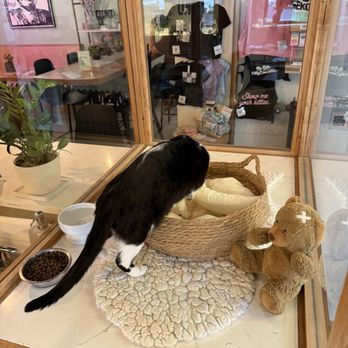 NEKO: A CAT CAFE - Updated December 2025 - 1015 Photos & 344 Reviews ...