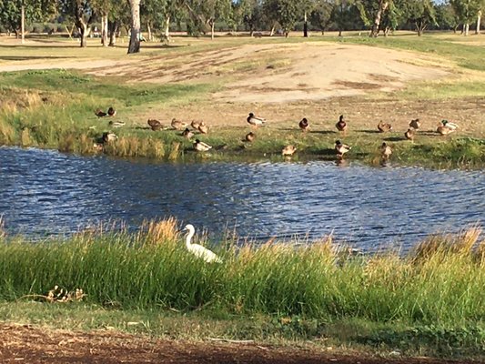 TULARE GOLF COURSE - Updated July 2025 - 20 Photos & 18 Reviews - 5300 ...