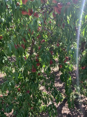 HURD ORCHARDS - Updated July 2024 - 93 Photos & 36 Reviews - 17260 ...