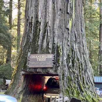 DRIVE-THRU TREE - Updated January 2025 - 562 Photos & 198 Reviews ...
