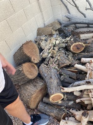 SAM THE TREE GUY - Updated September 2025 - 24 Photos & 21 Reviews ...