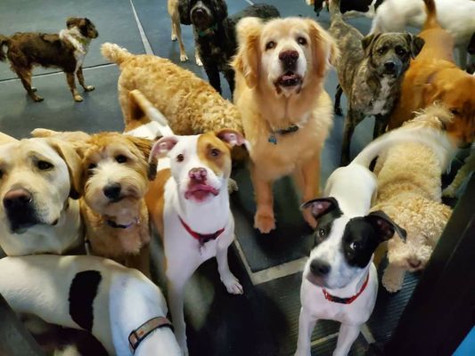 TAILS R WAGGIN - Updated May 2025 - 13 Photos & 13 Reviews - 22 Haven ...