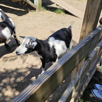 BLUEBIRD GAP FARM - Updated December 2025 - 222 Photos & 65 Reviews ...