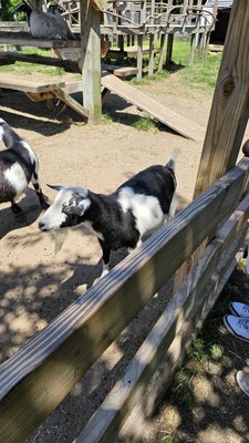 BLUEBIRD GAP FARM - Updated December 2025 - 222 Photos & 65 Reviews ...