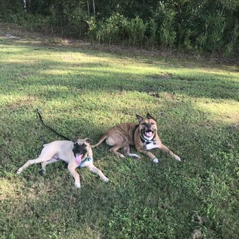 Dog Boarding Clayton Nc