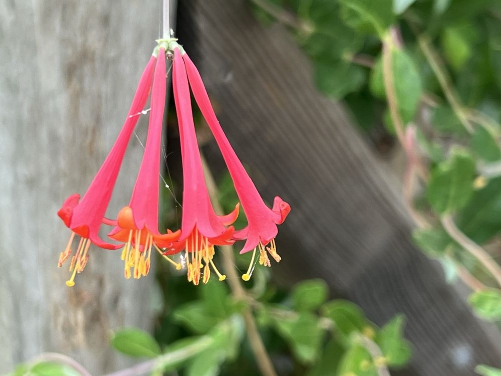 CADDO MOUNDS STATE HISTORIC SITE - Updated January 2026 - 40 Photos ...