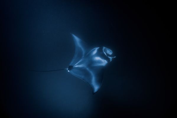 LIQUID HAWAII - Updated August 2024 - 93 Photos & 114 Reviews - Puako ...