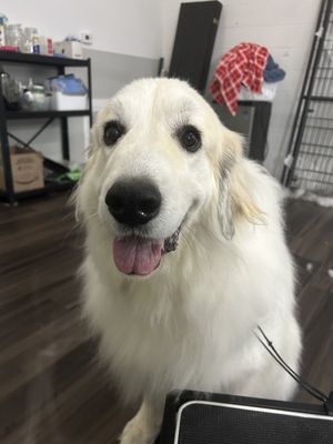 HALEY THE DOG LADY - Updated April 2024 - 1057 W 5th Ave, Columbus ...