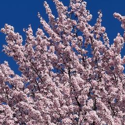 HOPMONK TAVERN - Updated October 2025 - 661 Photos & 897 Reviews - 230 ...