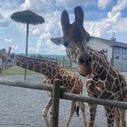 LAKE TOBIAS WILDLIFE PARK - 306 Photos & 92 Reviews - 760 Tobias Rd ...