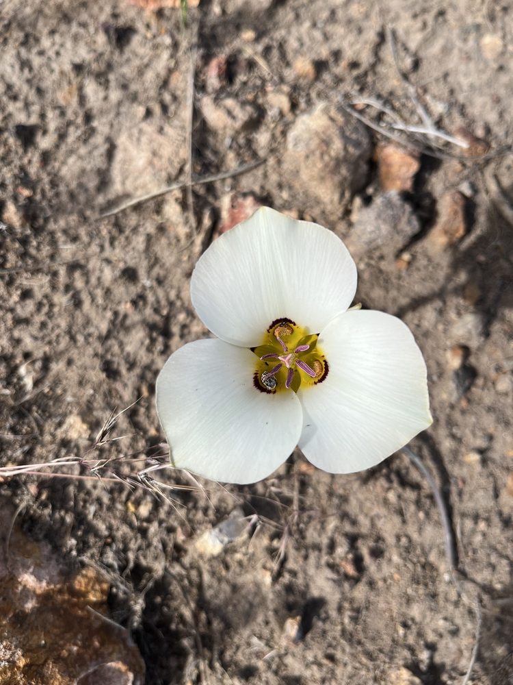 BALLARDINI RANCH TRAILHEAD - Updated December 2025 - 58 Photos & 14 ...