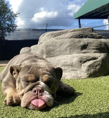 OLDE TOWNE PET RESORT - Updated October 2025 - 131 Photos & 214 Reviews ...