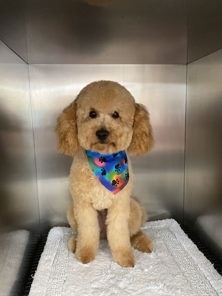 THE MUTT HUT - Updated August 2025 - Request an Appointment - 13 Photos ...