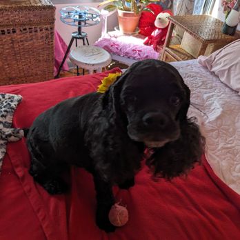 CHINO’S CARING KENNEL - Updated October 2024 - 313 Photos & 325 Reviews ...