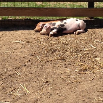 SUFFOLK COUNTY FARM - Updated January 2026 - 67 Photos & 16 Reviews ...