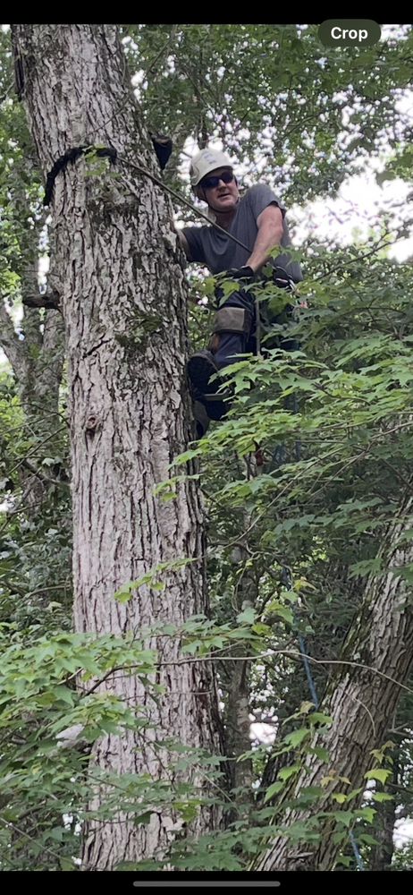 BEAVER TREE CARE - Updated October 2025 - Hagerstown, Maryland - Tree ...