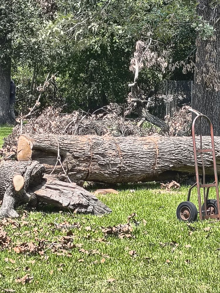 DOUGLAS TREE CUTS & SCULPTING - Updated August 2024 - Houston, Texas ...