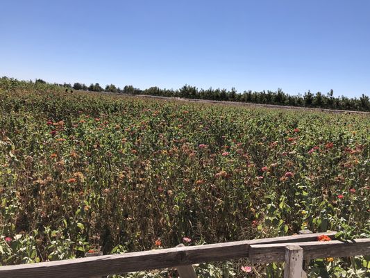MESILLA VALLEY MAZE - Updated October 2025 - 35 Photos & 13 Reviews ...