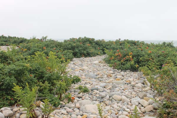 CUTTYHUNK ISLAND - Updated November 2024 - 71 Photos - Gosnold ...