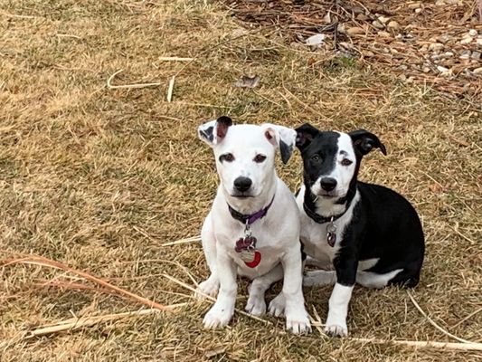 HUMANE SOCIETY OF BOULDER VALLEY - Updated July 2025 - 41 Photos & 102 ...