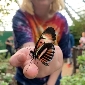THE BUTTERFLY PLACE - Updated January 2025 - 311 Photos & 98 Reviews ...