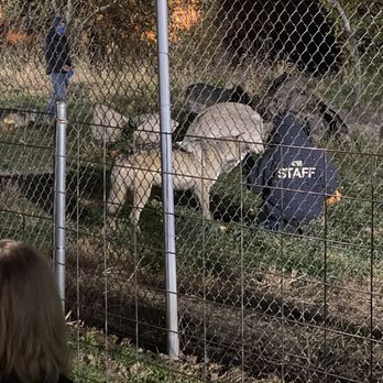 WOLF PARK - Updated May 2025 - 97 Photos & 29 Reviews - 4004 E 800th N ...