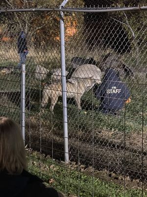 WOLF PARK - Updated September 2024 - 97 Photos & 28 Reviews - 4004 E ...