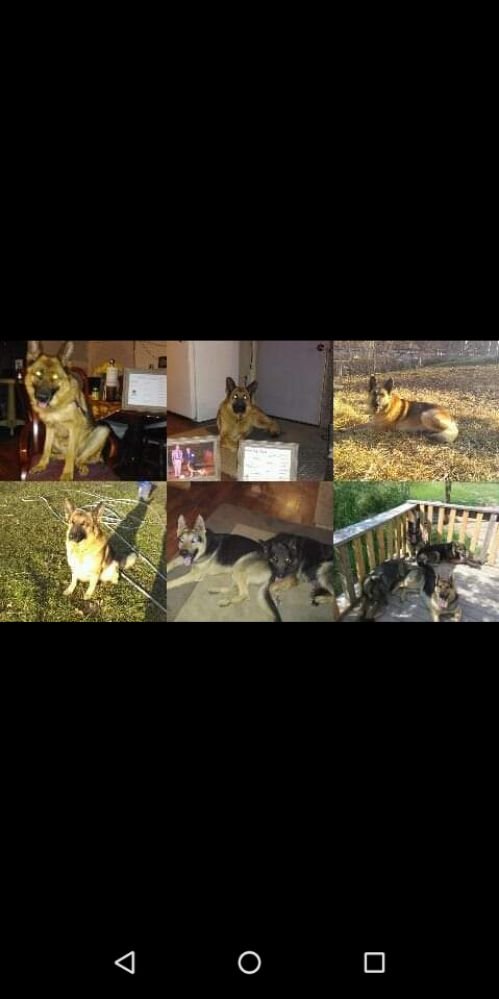 JUSTIN POORE - Updated July 2025 - 16 Photos - Sidney, Ohio - Pet ... JUSTIN POORE - Updated July 2025 - 16 Photos - Sidney, Ohio - Pet ...