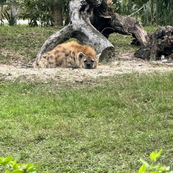 ZOO MIAMI - Updated August 2024 - 3480 Photos & 985 Reviews - 12400 SW ...