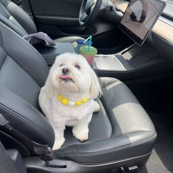 BLUE POOCH - Updated December 2025 - 762 Photos & 324 Reviews - 11737 W ...