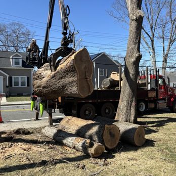 STANLEY TREE SERVICE - Updated October 2025 - 16 Photos & 59 Reviews ...
