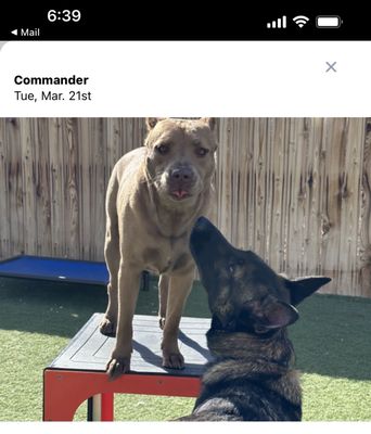 K-9 CASTLE - Updated May 2026 - 40 Photos & 42 Reviews - 1420 Vance St ...