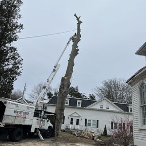 STANLEY TREE SERVICE - Updated October 2025 - 16 Photos & 59 Reviews ...