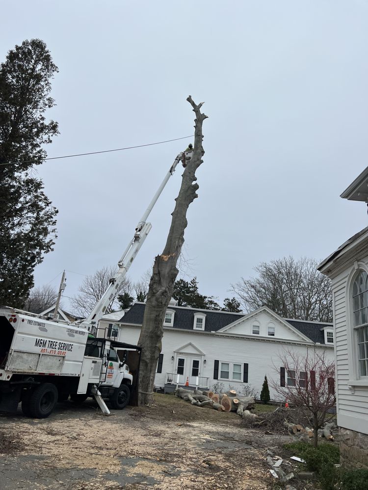 M&M TREE SERVICE - Updated August 2025 - 49 Pacific St, Central Falls ...