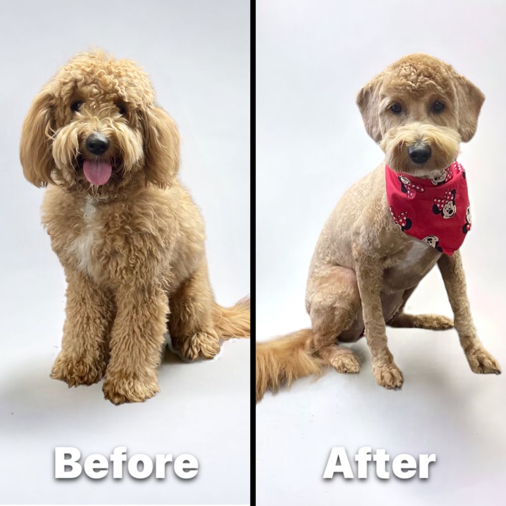 PET AGREE GROOMING - Updated December 2025 - 40 Photos - 1338 County Rd ...