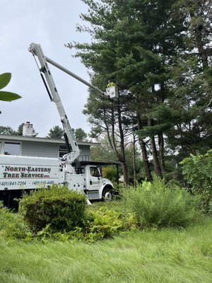 NORTH EASTERN TREE SERVICE - Updated December 2025 - 29 Photos & 104 ...