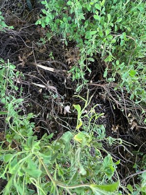 FIDIUM FIBER - Updated December 2025 - 86 Reviews - Roseville ...