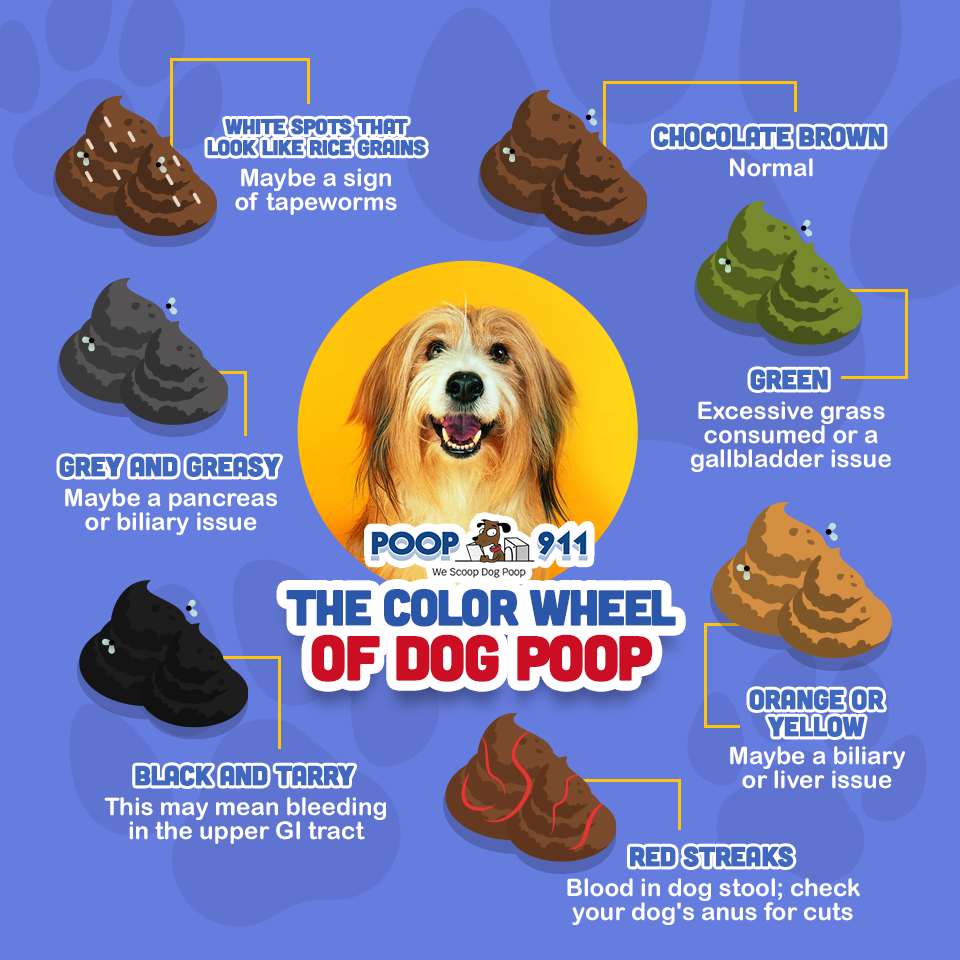 POOP 911 - Updated May 2025 - Request a Quote - 31 Photos - Cimarron ...